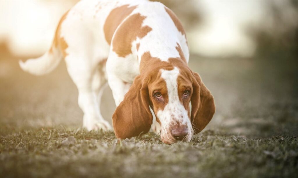 Hermit crabs, hound dogs, potatoes and the Incarnation | Synod of the ...